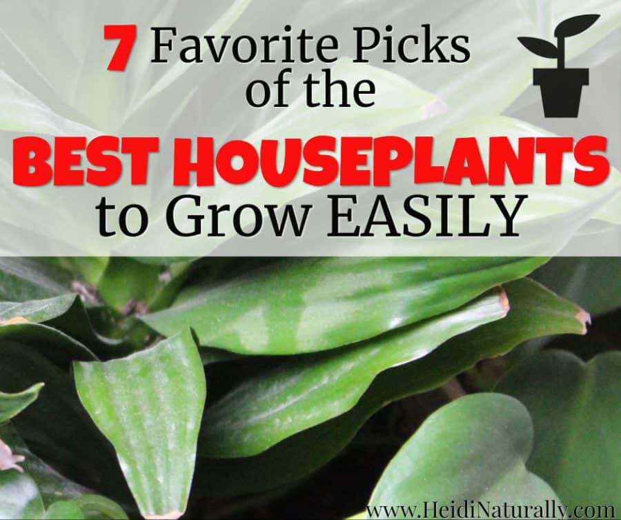 7 Favorite Picks of the Best Houseplants to Grow Easily - Heidi Naturally